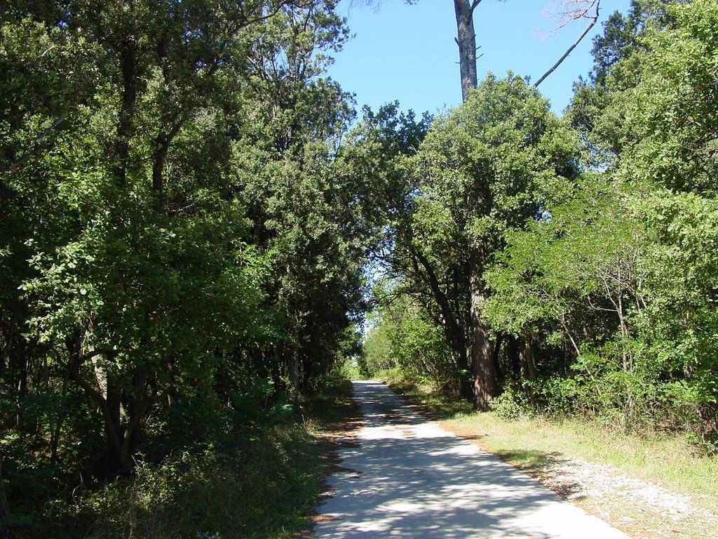 Dundo Forest – Trlika