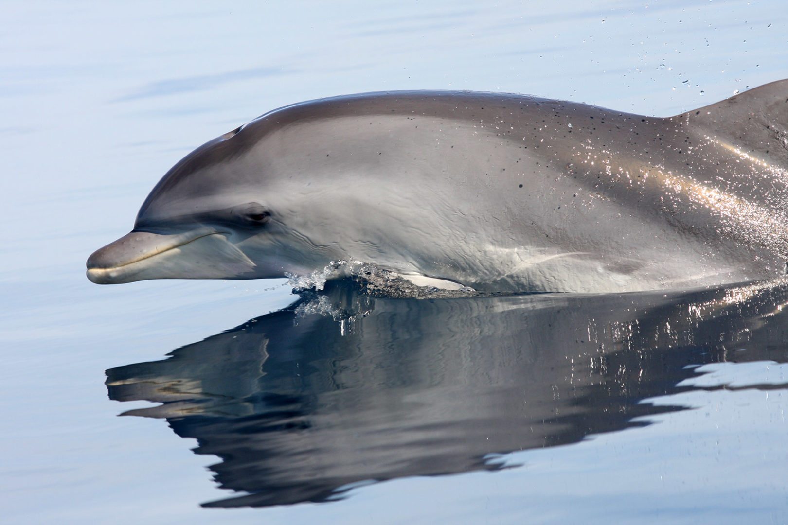 Adopt a Dolphin – Trlika