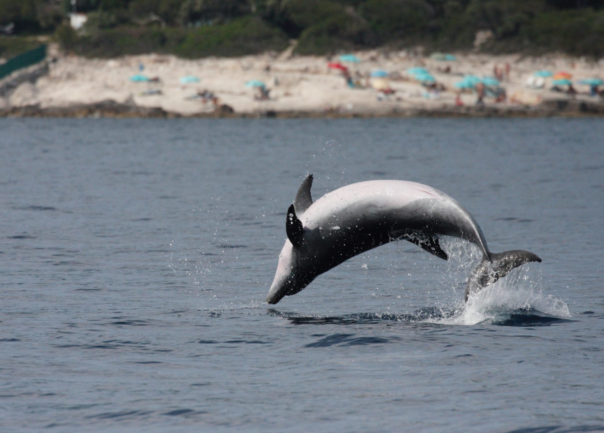 Adopt a Dolphin – Trlika